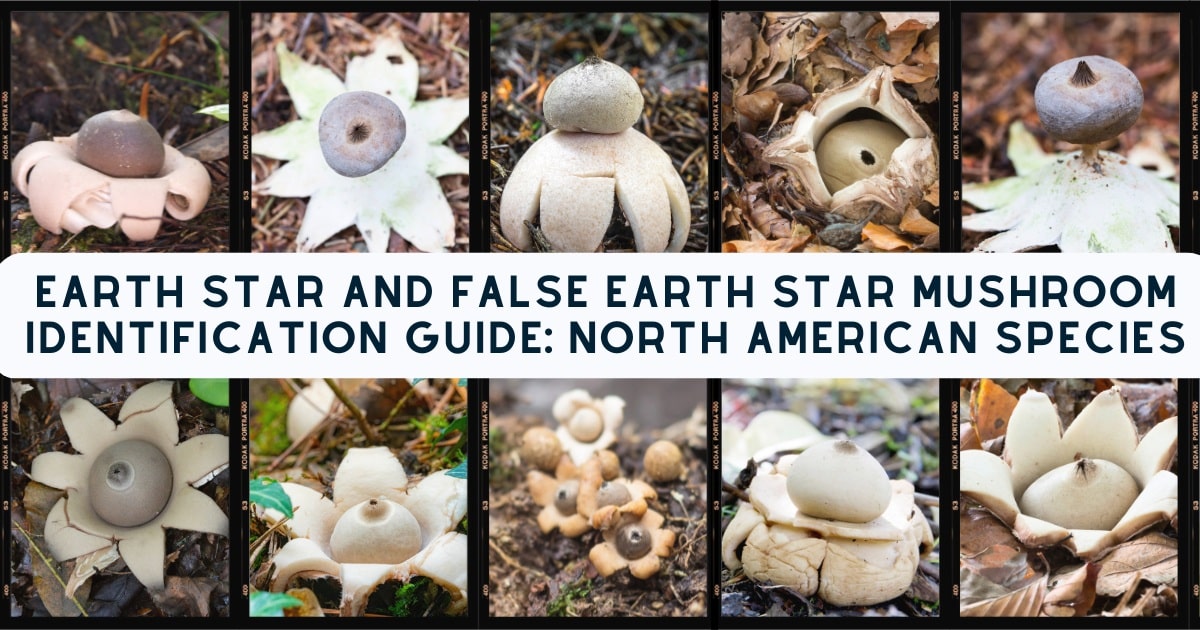 Earth Star and False Earth Star Mushroom Identification Guide: North ...