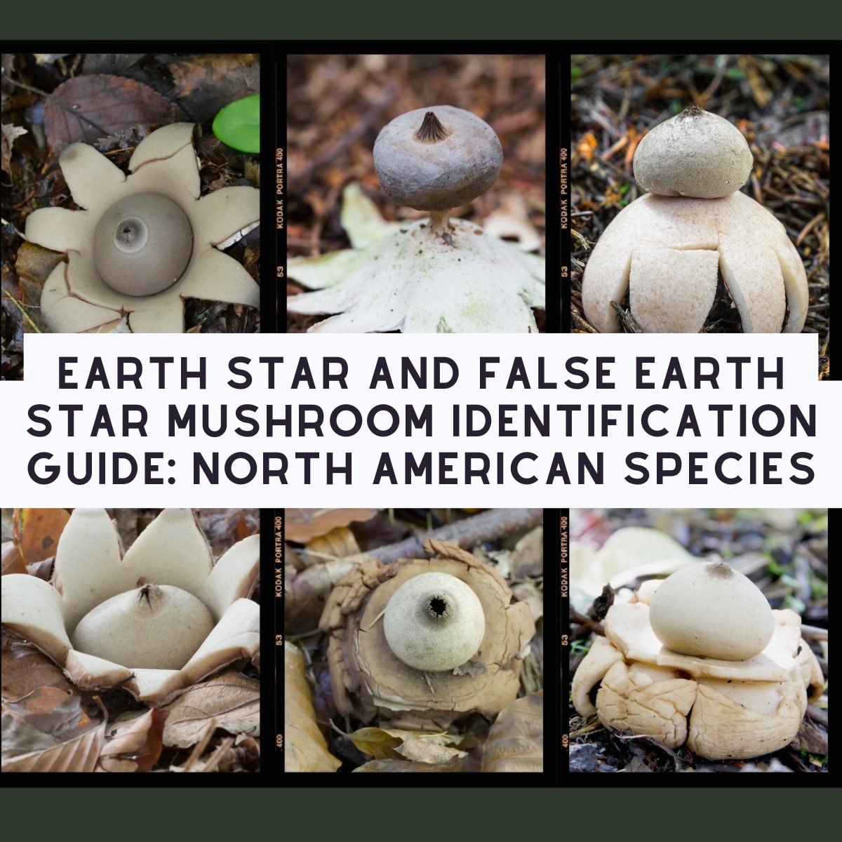 Honey Mushrooms: Identification and Foraging Guide - Mushroom Appreciation
