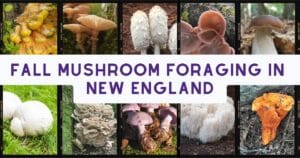 Fall Mushroom Foraging In New England - Mushroom Appreciation