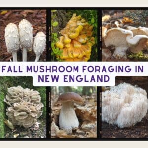 Amber Jelly Roll Fungus: Identification, Foraging, and Uses - Mushroom ...