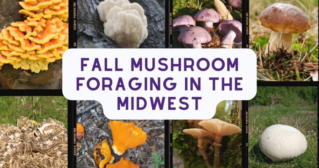 Fall Mushroom Foraging In The Midwest - Mushroom Appreciation