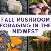 The Wild World of Bird's Nest Fungi: Identification Guide - Mushroom ...
