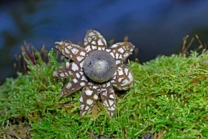 Earth Star and False Earth Star Mushroom Identification Guide: North ...