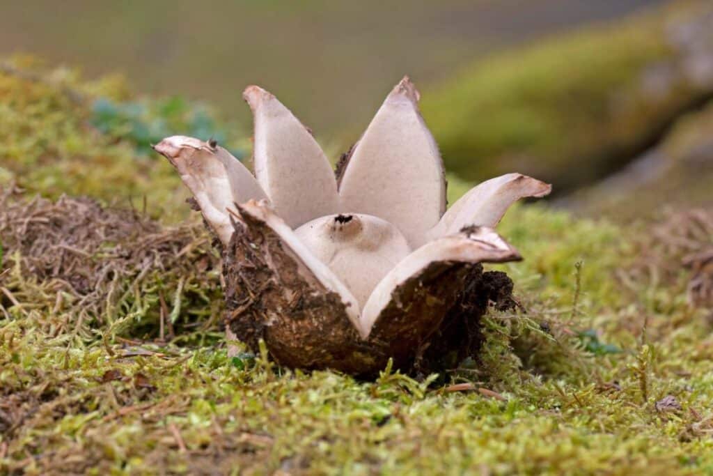 Earth Star and False Earth Star Mushroom Identification Guide: North ...