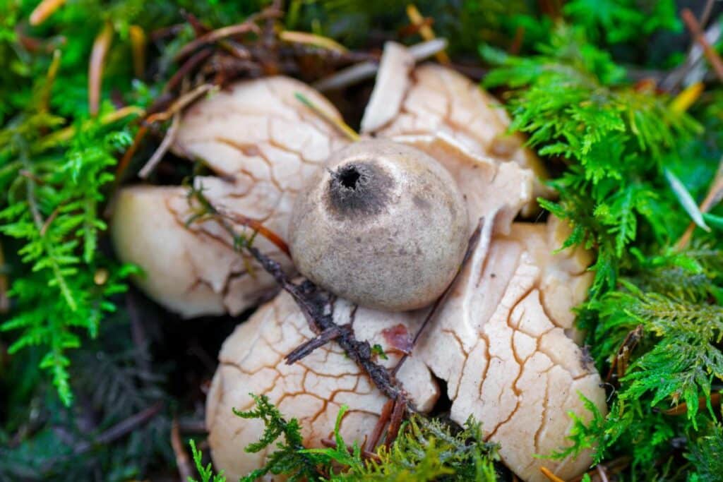 Earth Star and False Earth Star Mushroom Identification Guide: North ...