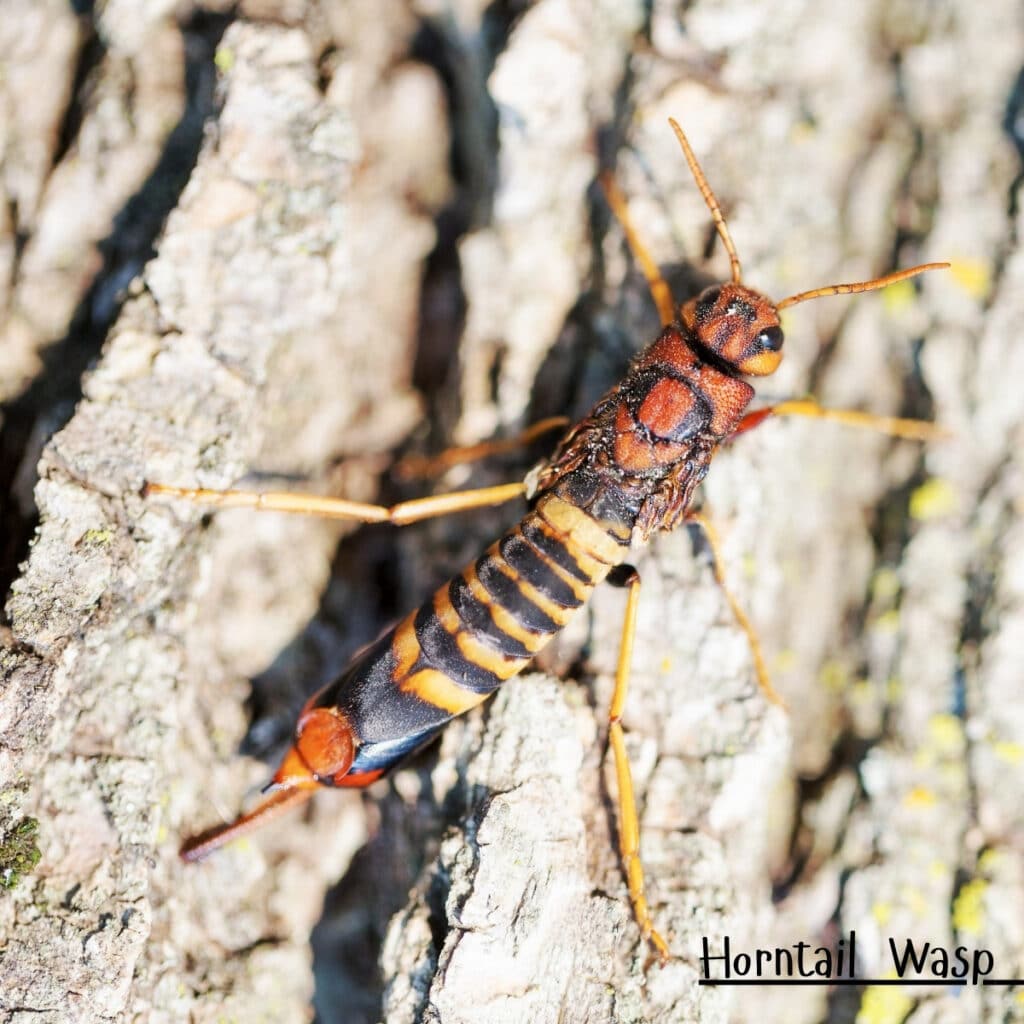 Mossy Maze Polypore: Identification and Lookalikes - Mushroom Appreciation