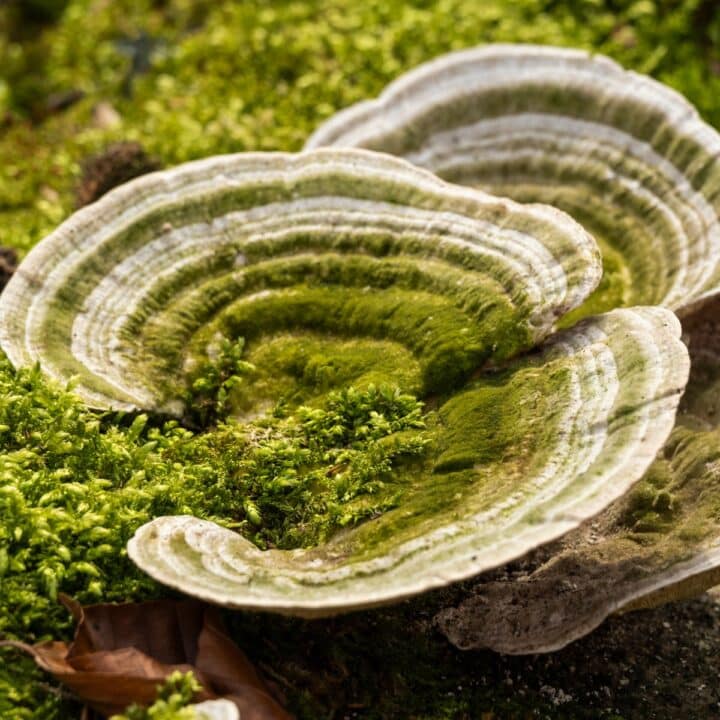 Mossy Maze Polypore: Identification and Lookalikes - Mushroom Appreciation