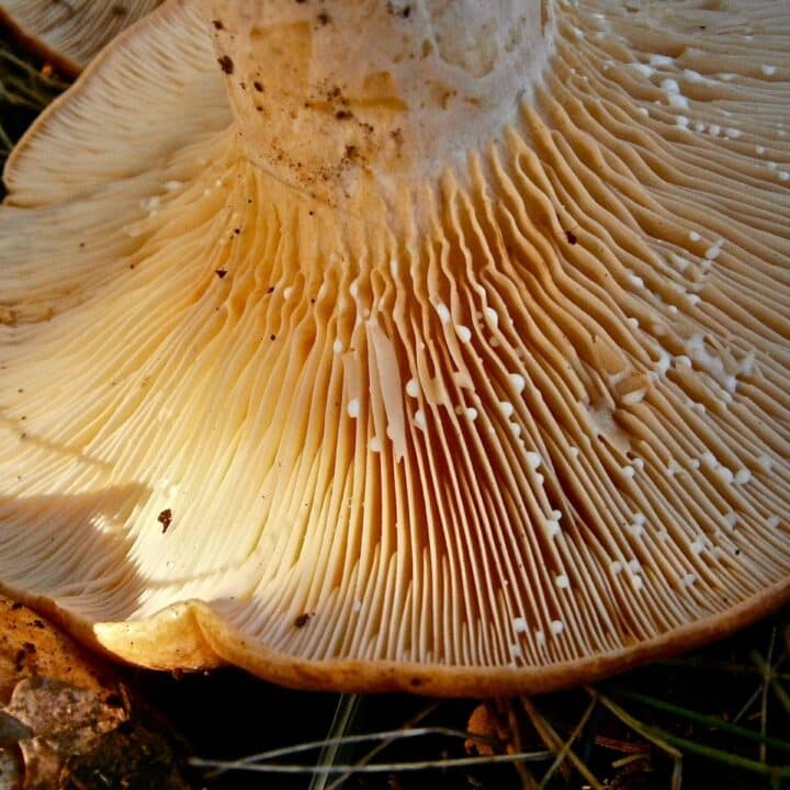 Milk Cap Mushrooms of North America: Identification, Edibility, and ...