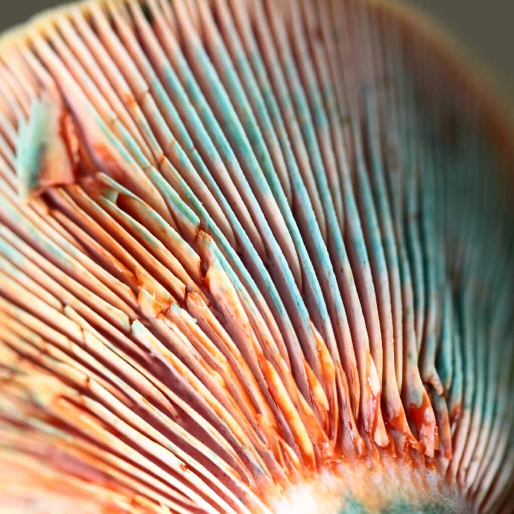Milk Cap Mushrooms of North America: Identification, Edibility, and ...