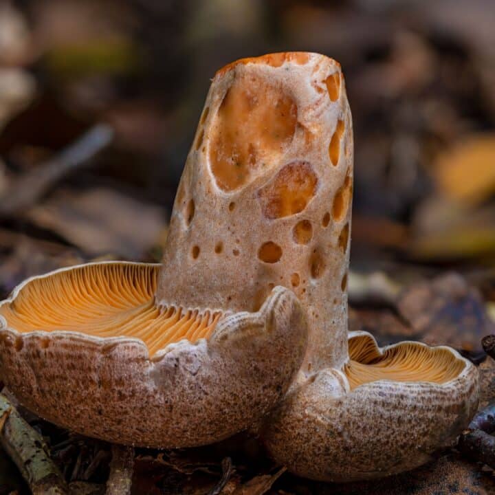 Milk Cap Mushrooms of North America: Identification, Edibility, and ...
