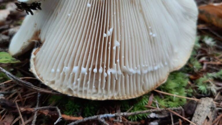 Milk Cap Mushrooms of North America: Identification, Edibility, and ...