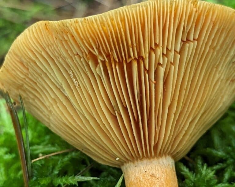 Milk Cap Mushrooms of North America: Identification, Edibility, and ...