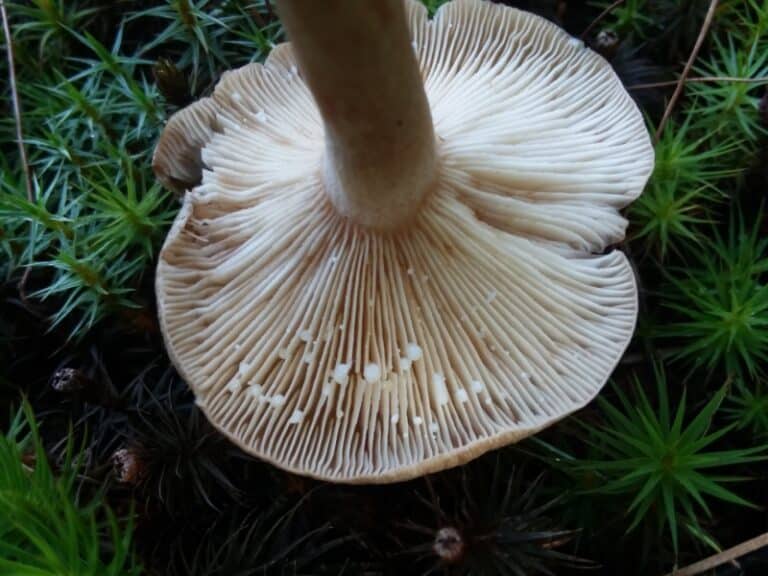 Milk Cap Mushrooms of North America: Identification, Edibility, and ...