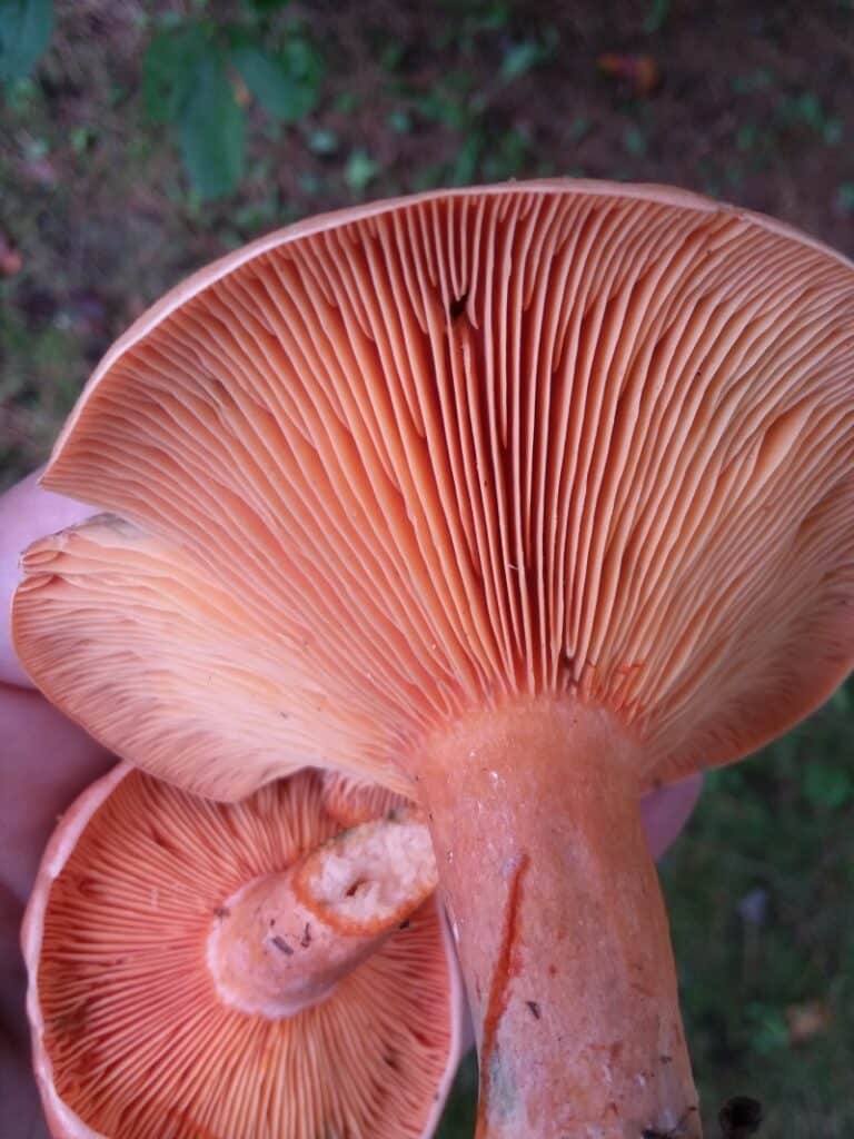 Milk Cap Mushrooms of North America: Identification, Edibility, and ...