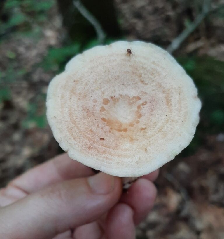 Milk Cap Mushrooms of North America: Identification, Edibility, and ...