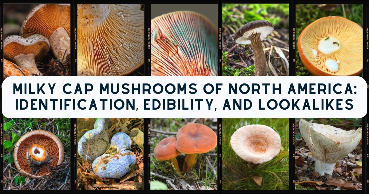 Milk Cap Mushrooms of North America: Identification, Edibility, and ...
