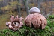 Earth Star and False Earth Star Mushroom Identification Guide: North ...