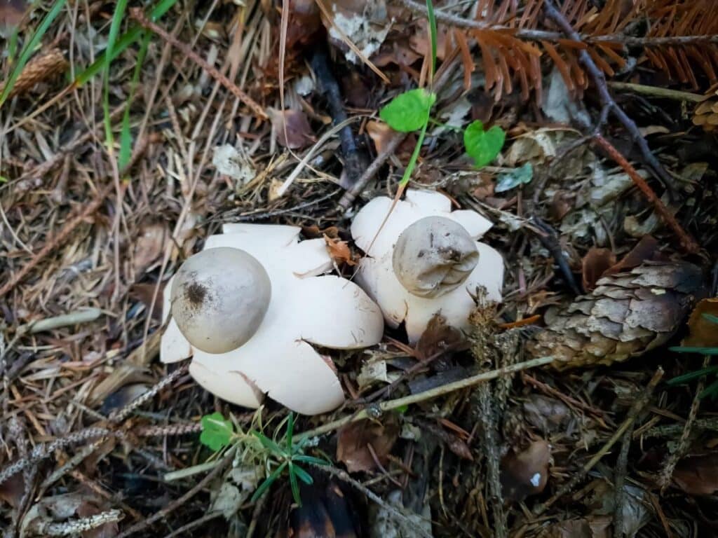 Earth Star and False Earth Star Mushroom Identification Guide: North ...