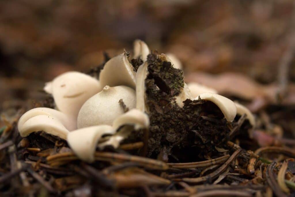 Earth Star and False Earth Star Mushroom Identification Guide: North ...