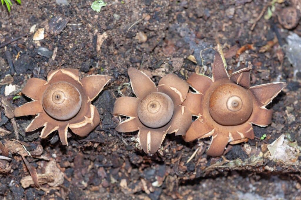 Earth Star and False Earth Star Mushroom Identification Guide: North ...