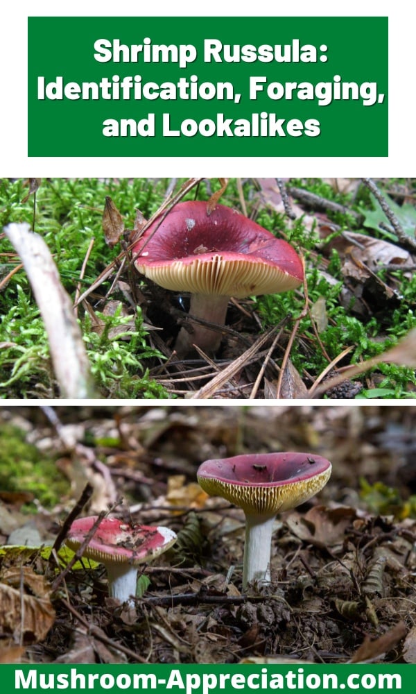 Shrimp Russula: Identification, Foraging, and Lookalikes - Mushroom ...