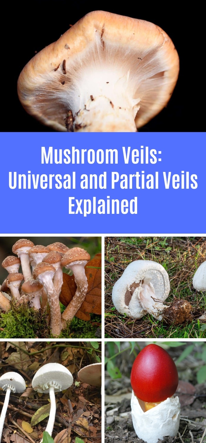Mushroom Veils: Universal and Partial Veils Explained - Mushroom ...