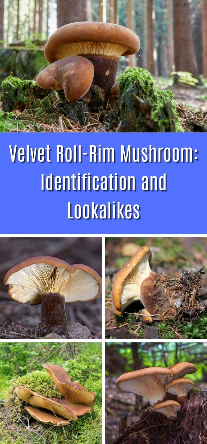 Velvet Roll-Rim Mushroom: Identification and Lookalikes - Mushroom ...