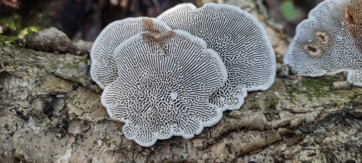 Thin Walled Maze Polypore: Identification and Uses - Mushroom Appreciation