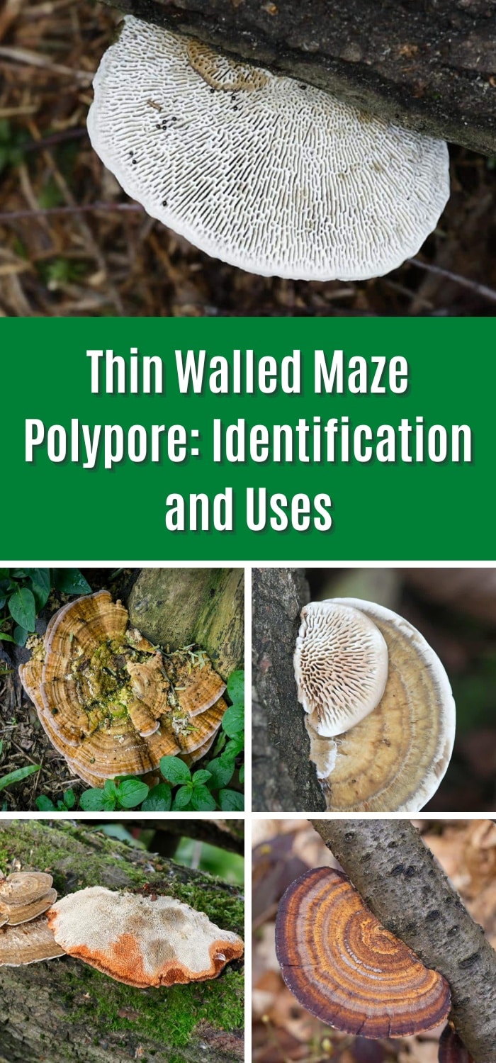 Thin Walled Maze Polypore: Identification and Uses - Mushroom Appreciation