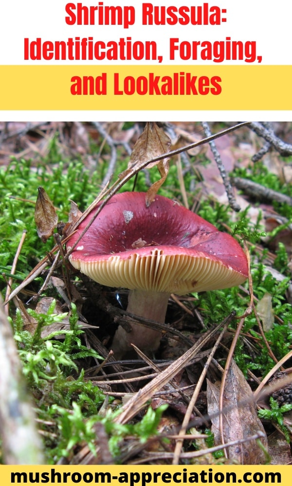 Shrimp Russula: Identification, Foraging, and Lookalikes - Mushroom ...