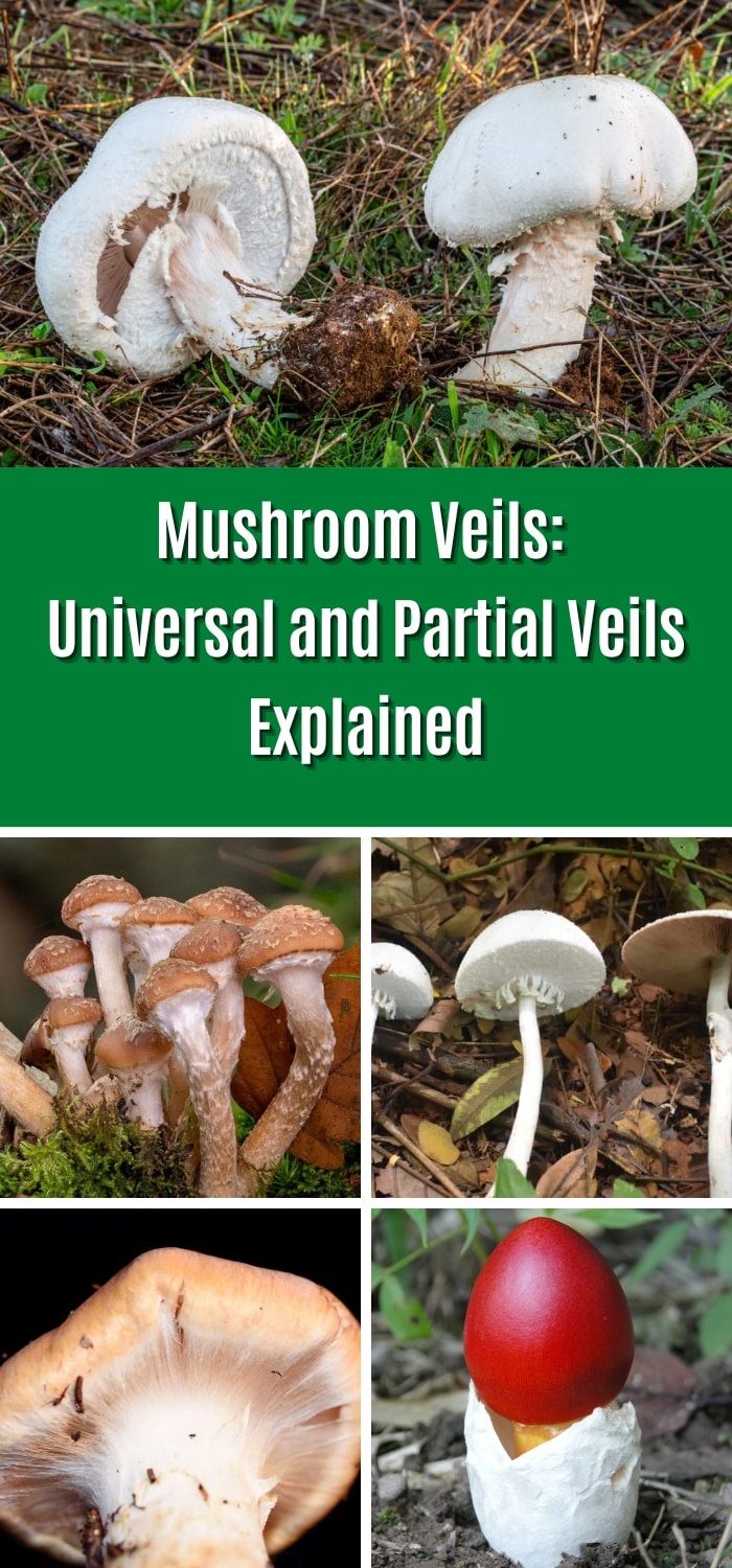 Mushroom Veils: Universal and Partial Veils Explained - Mushroom ...