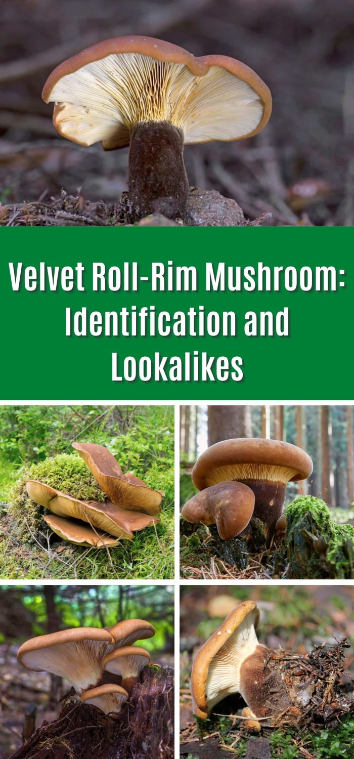 Velvet Roll-Rim Mushroom: Identification and Lookalikes - Mushroom ...