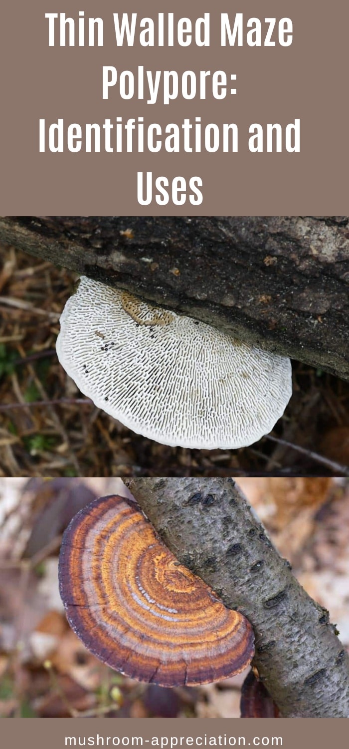Thin Walled Maze Polypore: Identification and Uses - Mushroom Appreciation