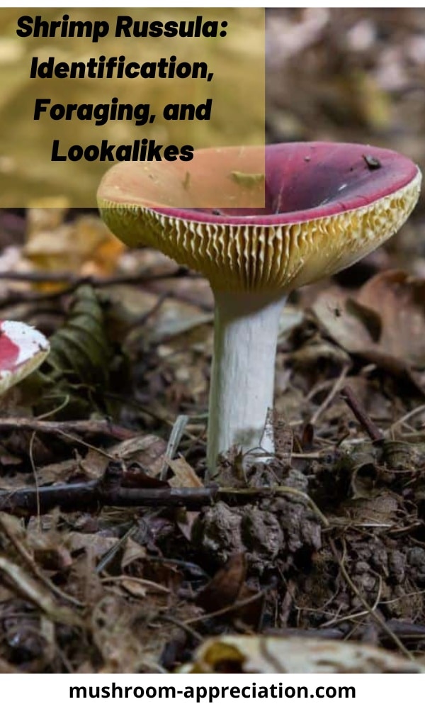 Shrimp Russula: Identification, Foraging, and Lookalikes - Mushroom ...