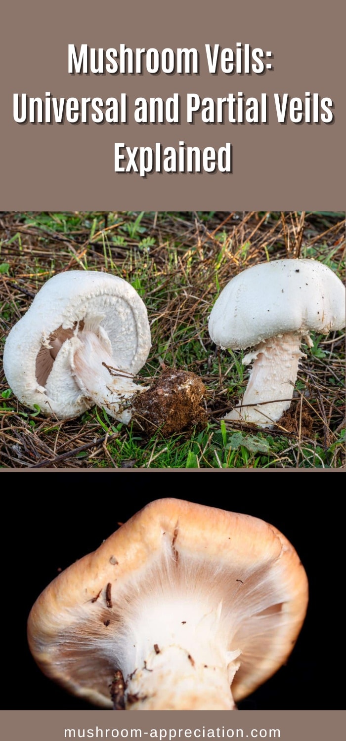 Mushroom Veils: Universal and Partial Veils Explained - Mushroom ...