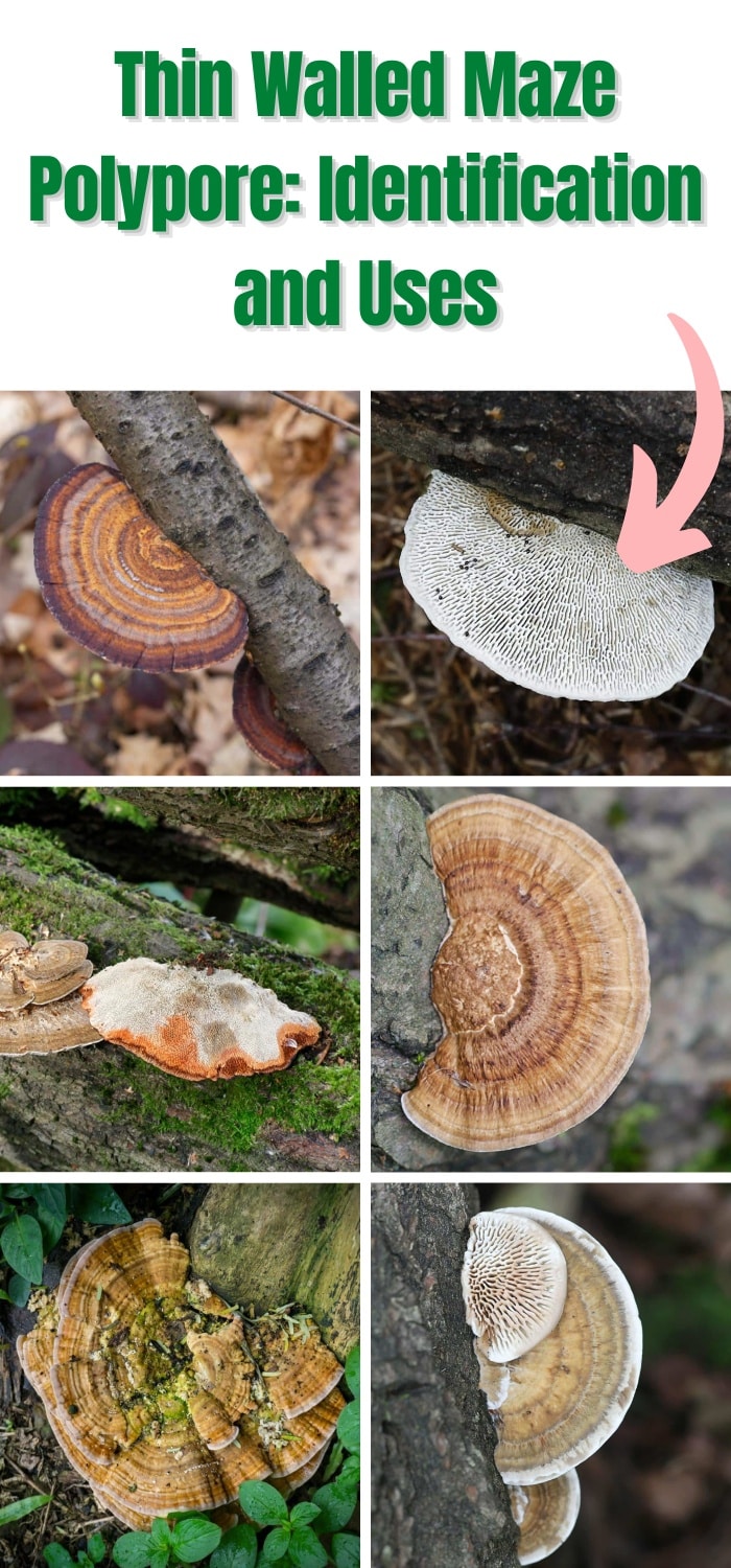 Thin Walled Maze Polypore: Identification and Uses - Mushroom Appreciation