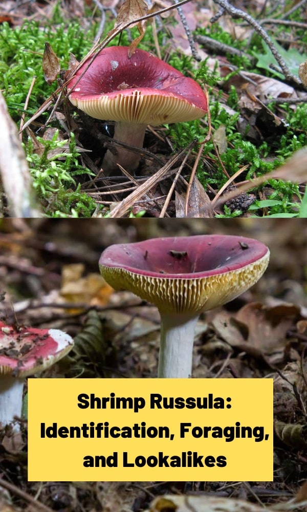 Shrimp Russula: Identification, Foraging, and Lookalikes - Mushroom ...