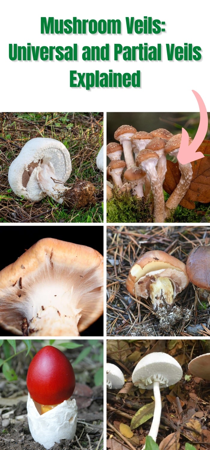 Mushroom Veils: Universal and Partial Veils Explained - Mushroom ...