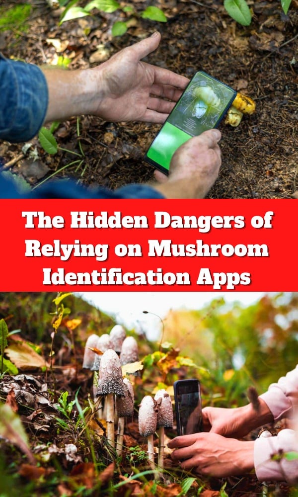 The Hidden Dangers of Relying on Mushroom Identification Apps ...