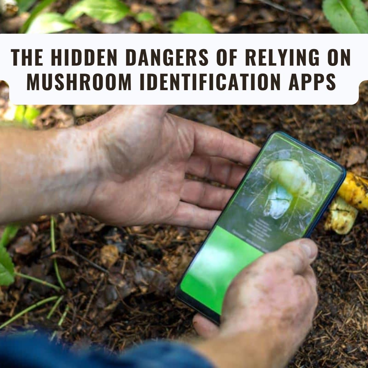 Identification Techniques - Mushroom Appreciation