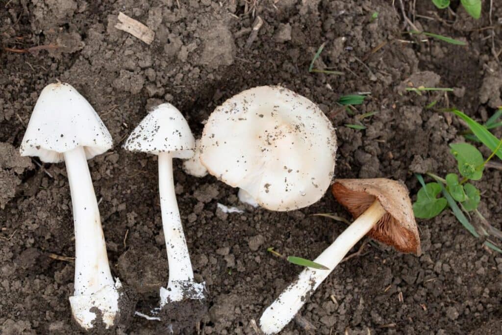 Big Sheath Mushroom: Identification, Lookalikes, and Edibility ...