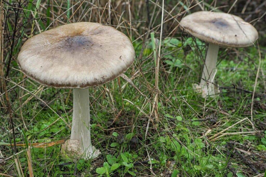 Big Sheath Mushroom: Identification, Lookalikes, and Edibility ...