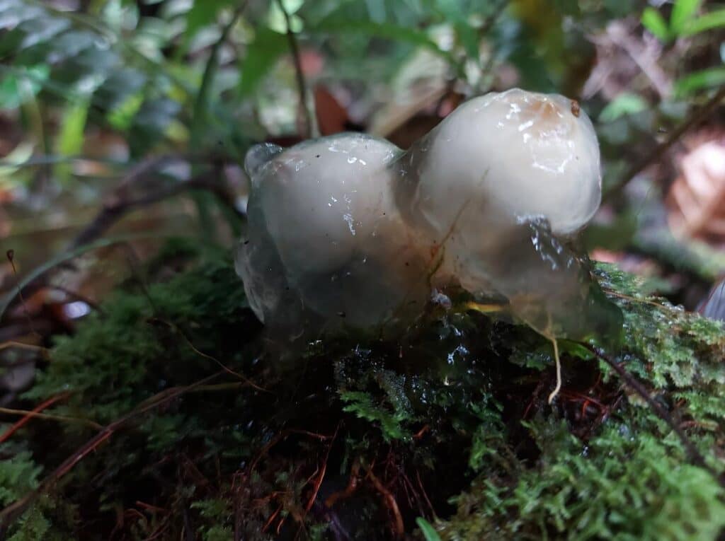 Stalked Puffballs: Calostoma Mushrooms Identification and Lookalikes ...