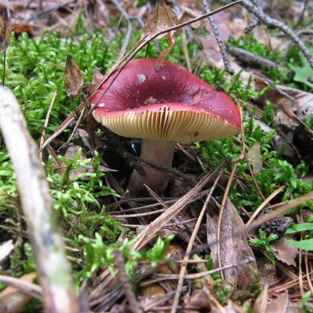 Shrimp Russula: Identification, Foraging, and Lookalikes - Mushroom ...