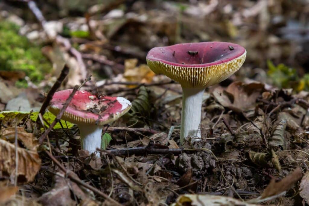 Shrimp Russula: Identification, Foraging, and Lookalikes - Mushroom ...