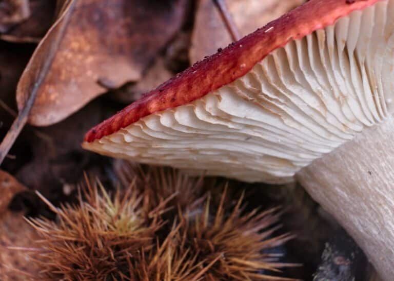 Shrimp Russula: Identification, Foraging, and Lookalikes - Mushroom ...
