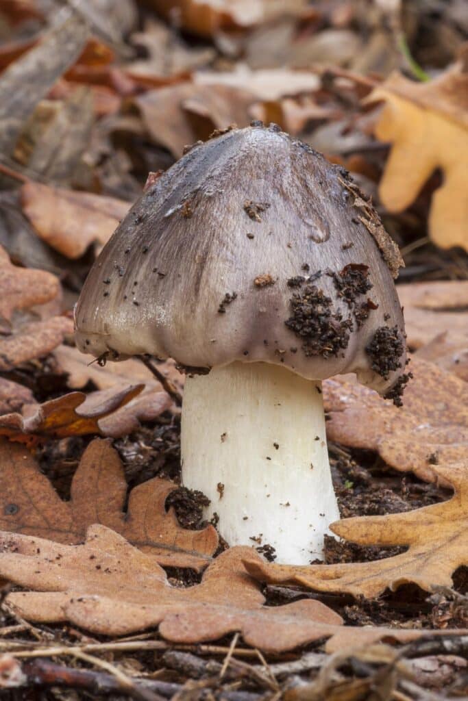Sooty Head Mushroom: Identification, Lookalikes, and Edibility ...