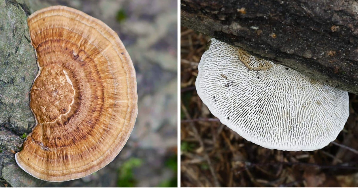 Thin Walled Maze Polypore: Identification and Uses - Mushroom Appreciation