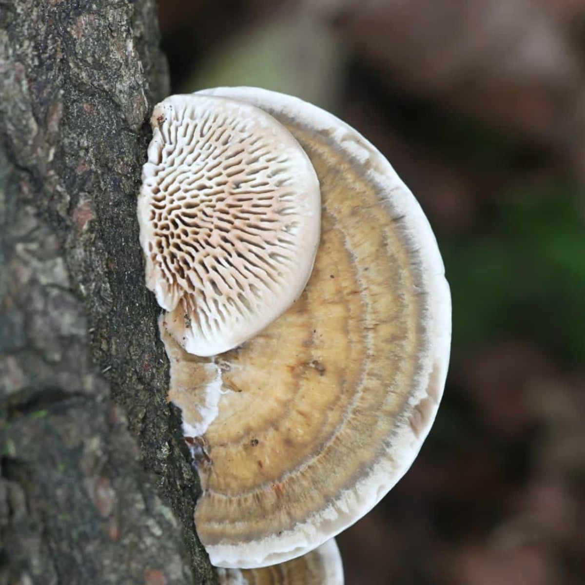 Polypores - Mushroom Appreciation