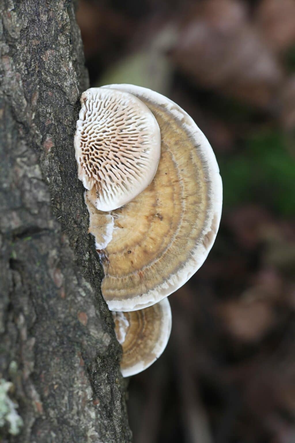 Thin Walled Maze Polypore: Identification and Uses - Mushroom Appreciation